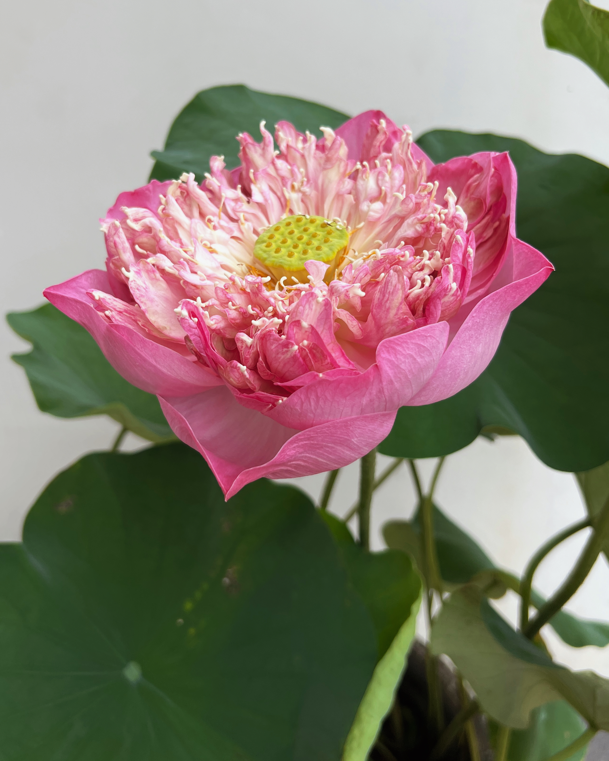 Lotus in my studio – Radish Bureau